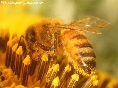 Image result for Types of Insect Pollinators