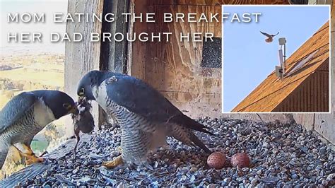 Image result for Box Camera Falcon