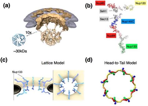 Image result for Model of Nuclear Pore Complex