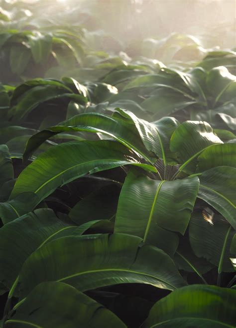 Image result for Quixel Environment