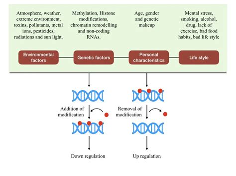 Image result for Epigenetics How Does Work