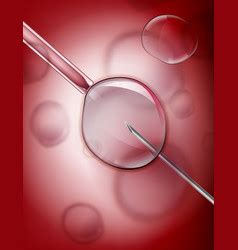 Image result for Embryo Development