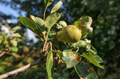 Image result for Pear Rust Teleutospore