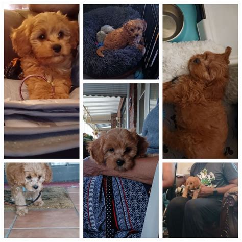 Image result for Cavapoo Pup