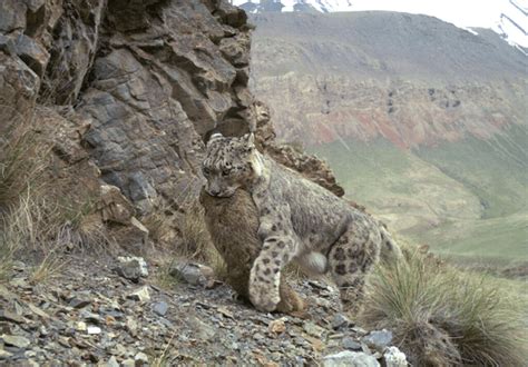 Image result for Snow Leopard Eating