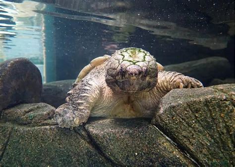 Image result for Snapping Turtle Life Cycle