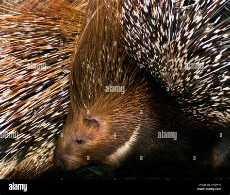 Image result for Using Porky Quills