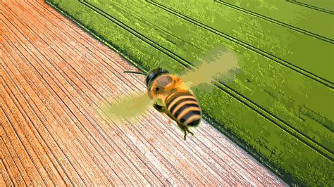 Image result for Types of Insect Pollinators