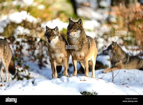 Image result for Wolves in Winter