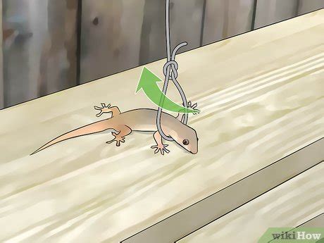 Image result for Easy Homemade Lizard Traps