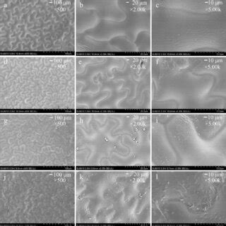 Image result for Scanning Electron Microscope Magnification