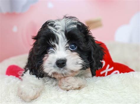 Image result for Male Cavapoo