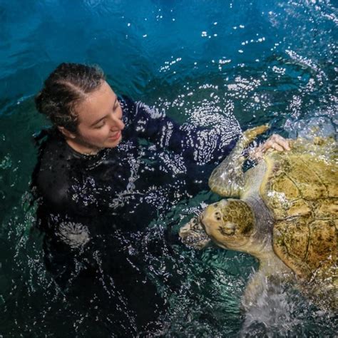 Image result for Turtles Making Sounds