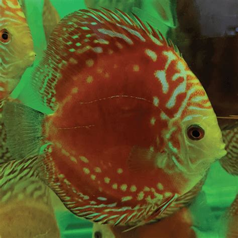 Image result for Red Rafflesia Discus