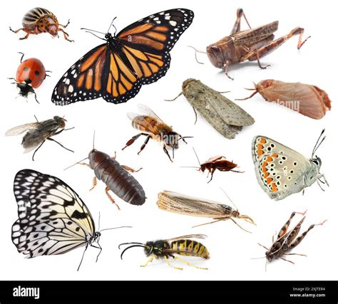Image result for All Insects