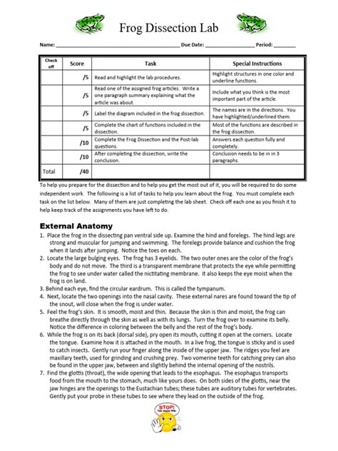 Frog Dissection Packet | PDF | Frog | Abdomen