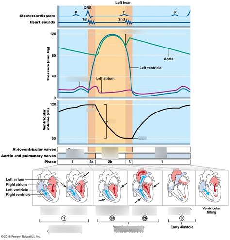 Image result for Cardiac Cycle Graph