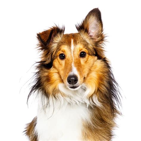 Image result for Mini Sheltie