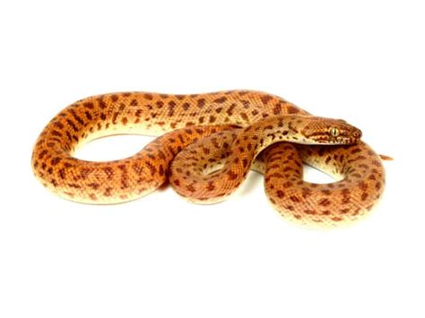 Image result for Stimson's Python