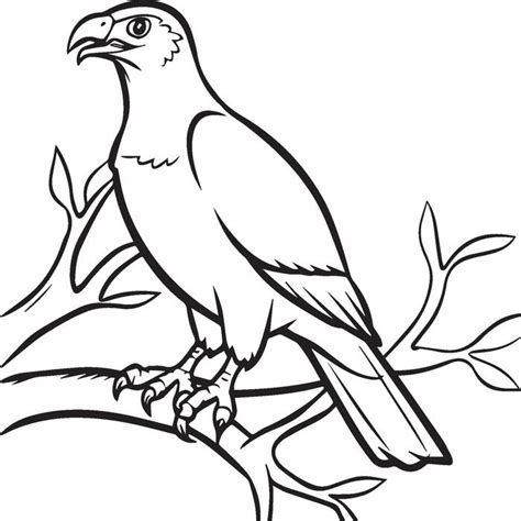 Image result for Hawk Drawing Colors