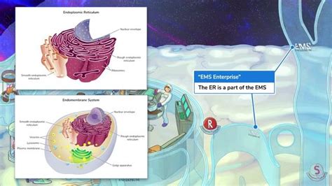 Endoplasmic Reticulum, Vesicles, & Golgi-Apparatus - Free Sketchy ...