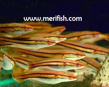 Image result for Red Line Snakehead Fish