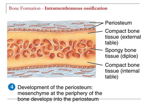 Image result for Different Types of Bone Formation