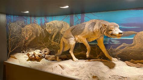 Image result for Extinct Wolves