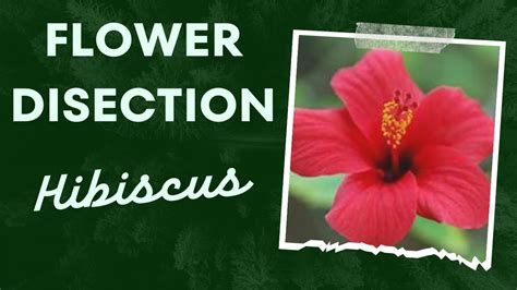 Image result for Hibiscus Flower Dissection