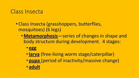 Insects Classification