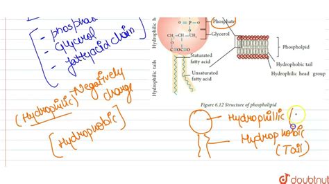 Image result for Phospholipid Structure Expanded Structure