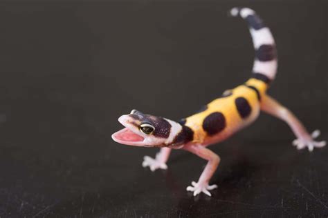 Image result for Leopard Gecko Lizard