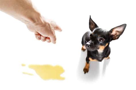 Image result for Beating Dogs Graphic