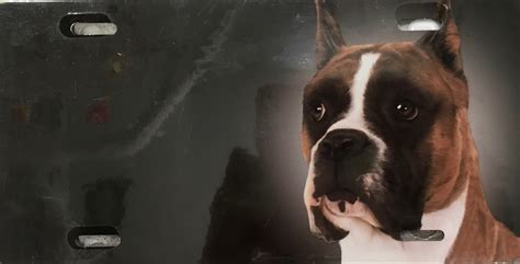 Image result for Boxer License Plate