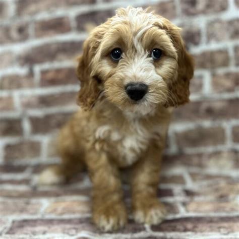 Image result for Male Cavapoo