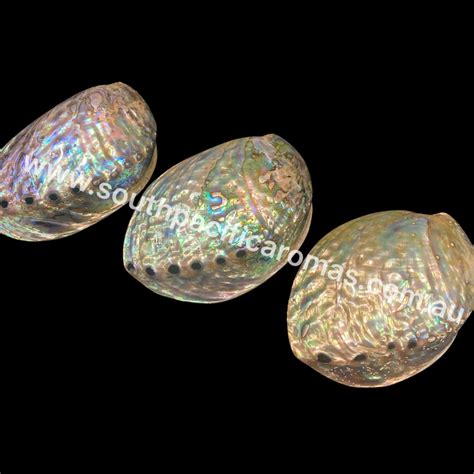 Image result for How to Polish Paua Shells