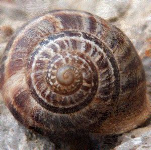 Image result for Types of Vortexes