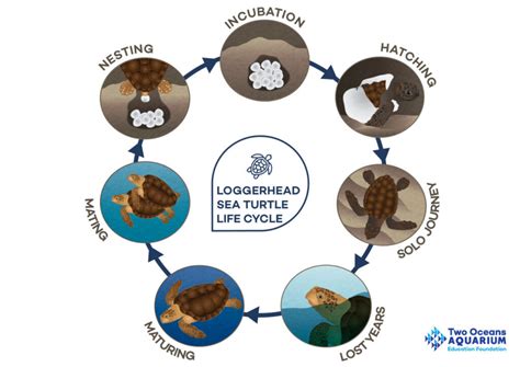 Image result for Common Snapping Turtle Life Cycle