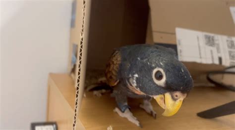 Image result for Pyra Pichu