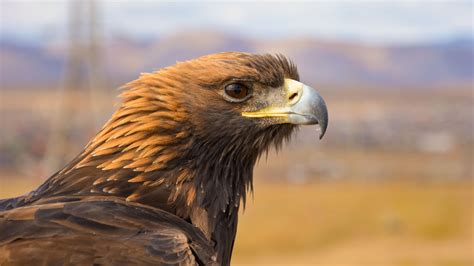 Image result for Garuda Linux Theme