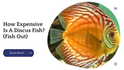 Image result for Most Expensive Discus Fish