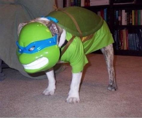 Image result for Cursed Turtle Man