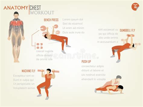 Image result for Chest Fly Exercise Drawing