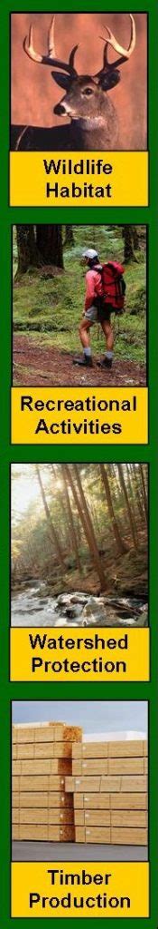 Image result for Forest Stewardship Program