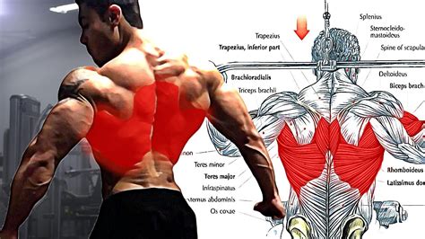 Image result for Athlean X Back Exercises