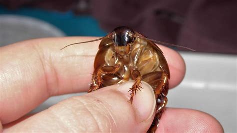 Image result for Little Cockroach