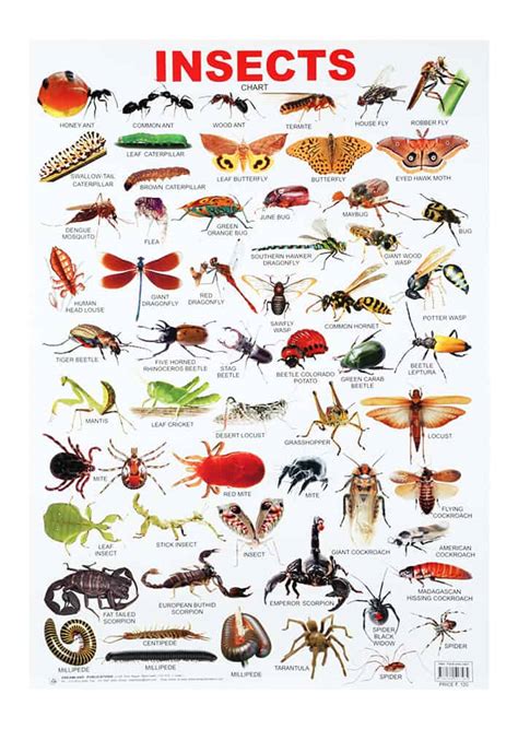 Image result for All Insects