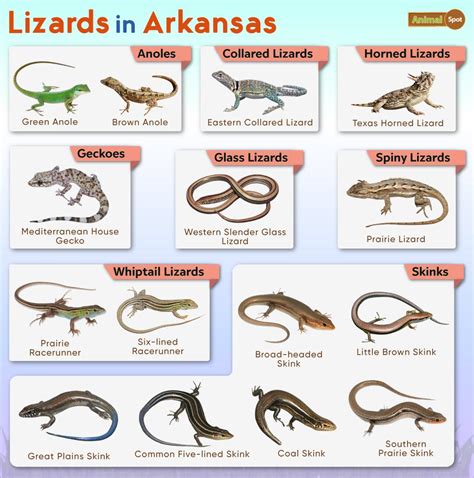 Image result for Types of Lizards Names