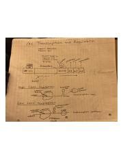 Image result for Lac Operon Drawing