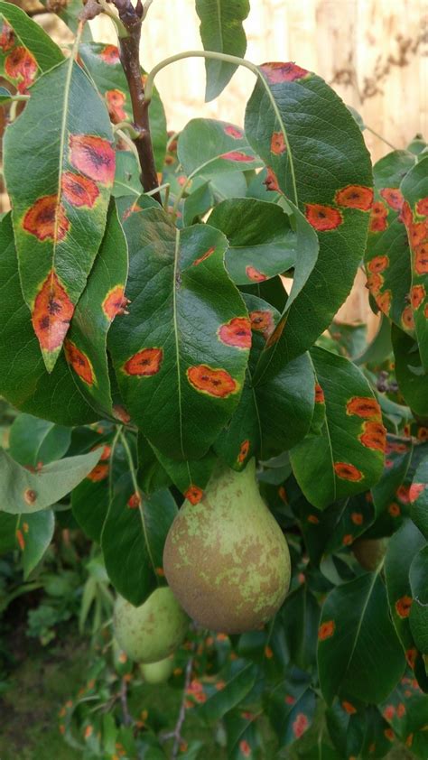 Image result for Pear Rust Circle